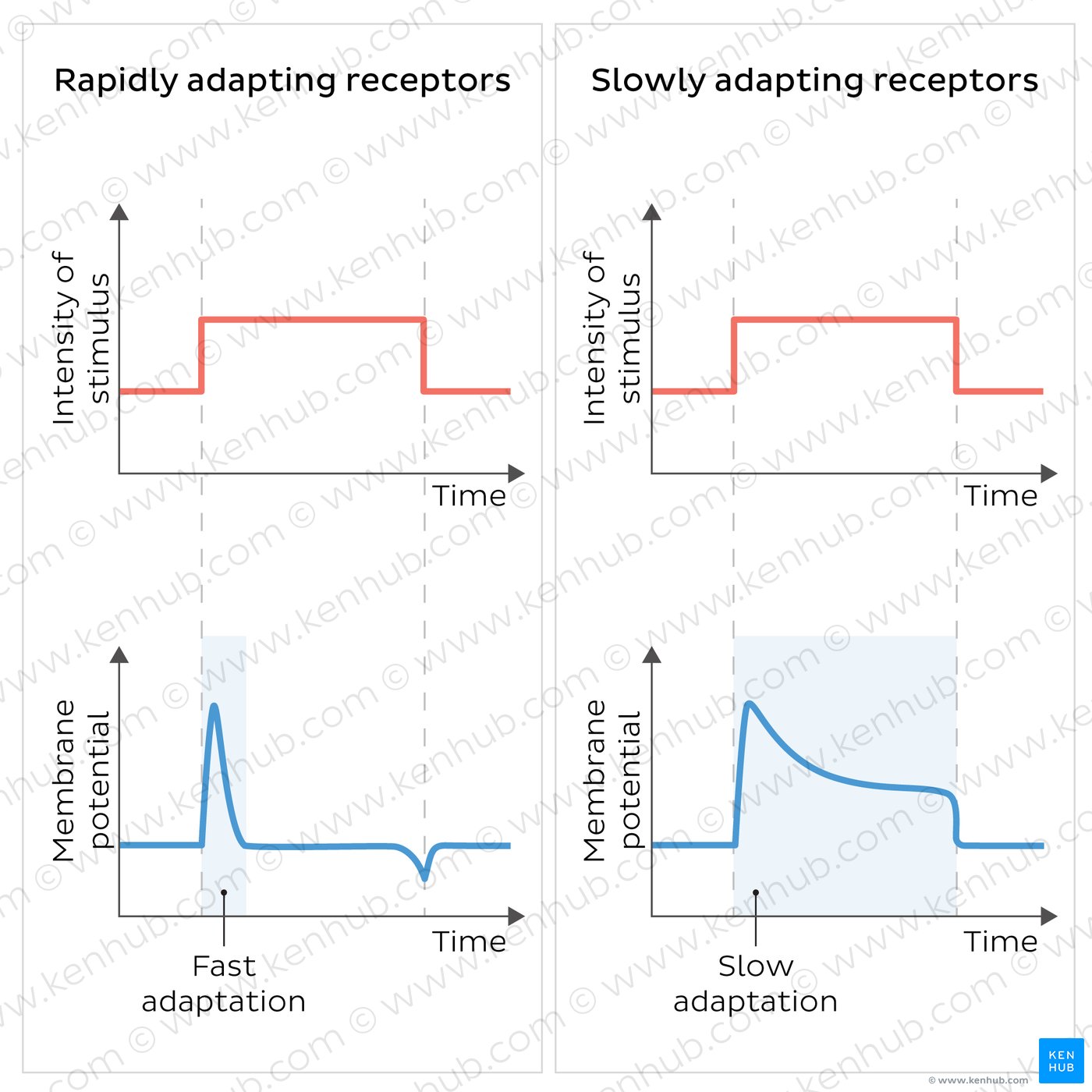 Sensory receptors: definition, types, adaption | Kenhub