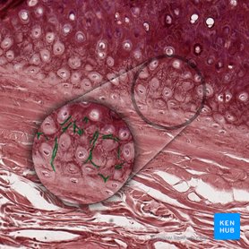Elastic cartilage: Histology | Kenhub