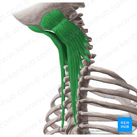 Semispinalis capitis: Anatomy, innervation, action | Kenhub
