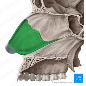 Lateral wall of the nasal cavity: Anatomy and diagrams | Kenhub