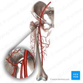 Musculus obturatorius externus - Anatomie & Funktion | Kenhub