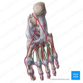 Metatarsophalangeal (MTP) joints: Bones, movements, musc | Kenhub