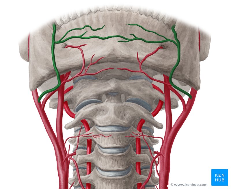 Arteria facialis (Gesichtsarterie) - Verlauf und Äste | Kenhub