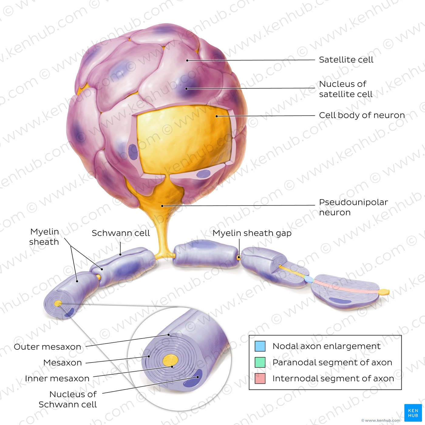Nodes of Ranvier: structure and function | Kenhub