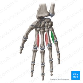 Palmar interossei: Origin, insertion, action, innervation | Kenhub
