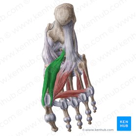Flexor hallucis brevis: Origins, insertions and action | Kenhub