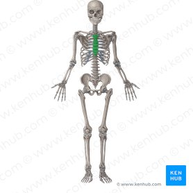 Bones: Anatomy, function, types and clinical aspects | Kenhub