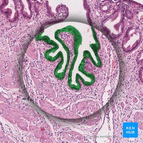 Colon (Grimmdarm) - Anatomie, Histologie und Innervation | Kenhub
