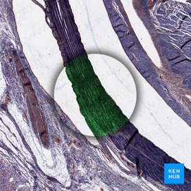 Straffes Bindegewebe - Histologie | Kenhub