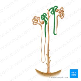 Riñón: Estructura del riñón y nefrona, funciones | Kenhub