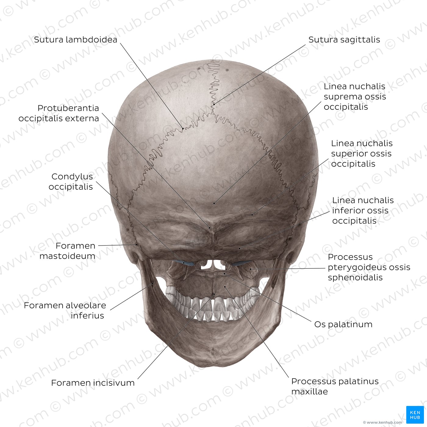 Schädel: Anatomie, Aufbau und Schädelknochen | Kenhub