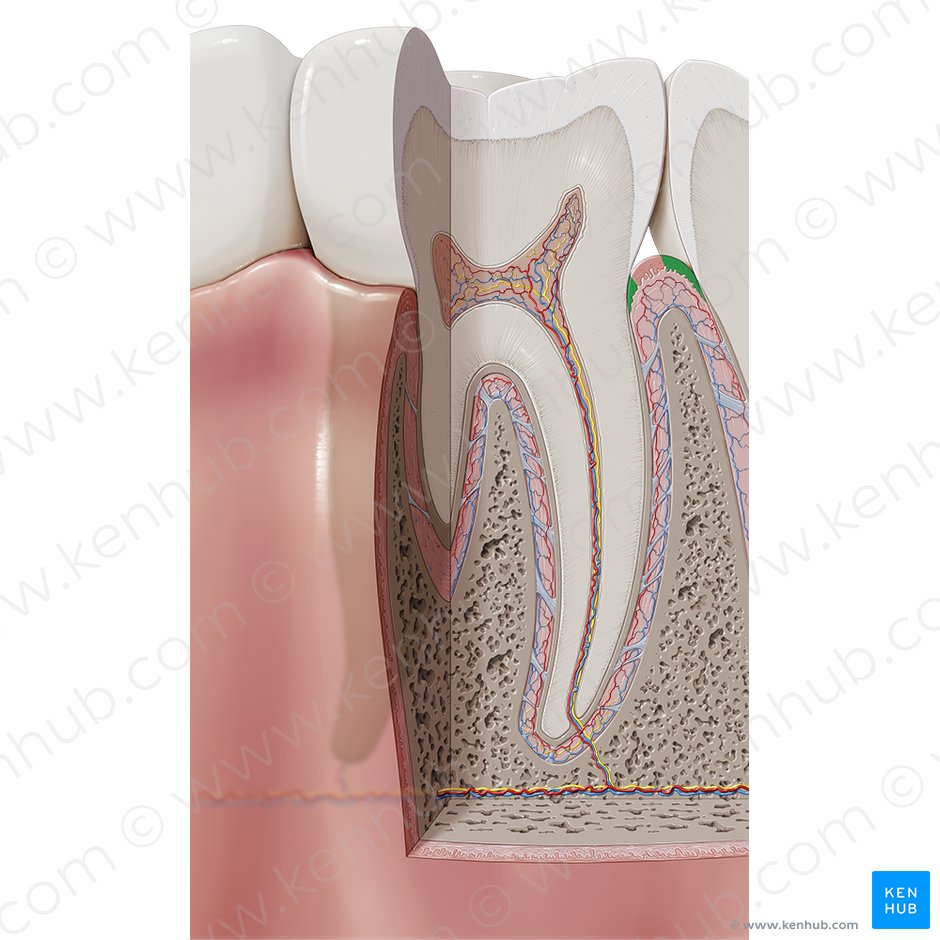 Gingiva: Types, histology and clinical aspects | Kenhub