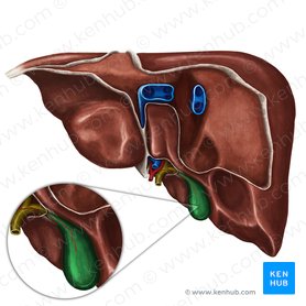 Gallenblase (Vesica biliaris) - Anatomie & Klinik | Kenhub