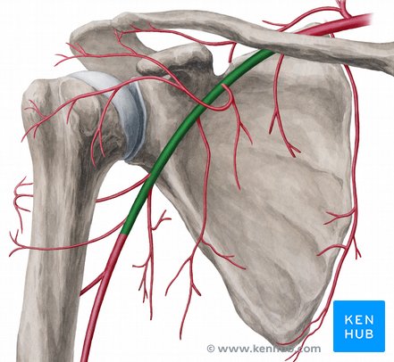Arteria axillaris - Anatomie, Verlauf, Äste und Palpation | Kenhub