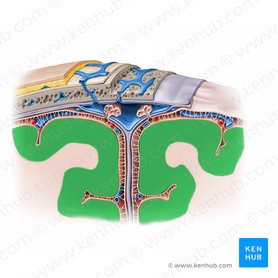 Cerebral cortex: Structure and functions | Kenhub