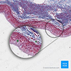 Loose connective tissue: Components and function | Kenhub