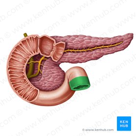 Small intestine: Blood supply and innervation | Kenhub