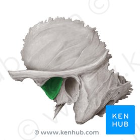 Temporal bone: Anatomy, parts, sutures and foramina | Kenhub