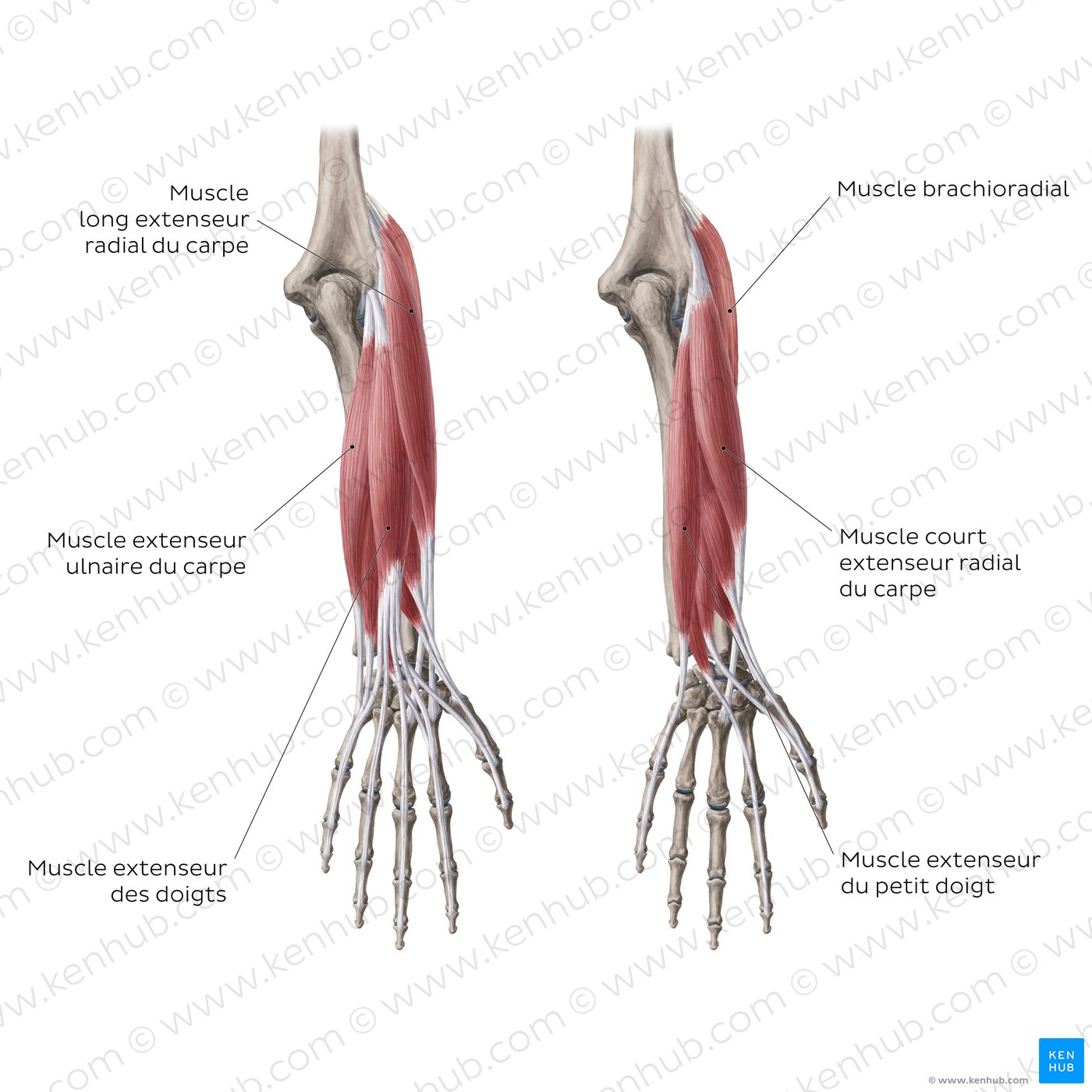 Apprenez les extenseurs de l’avant-bras avec des quiz | Kenhub