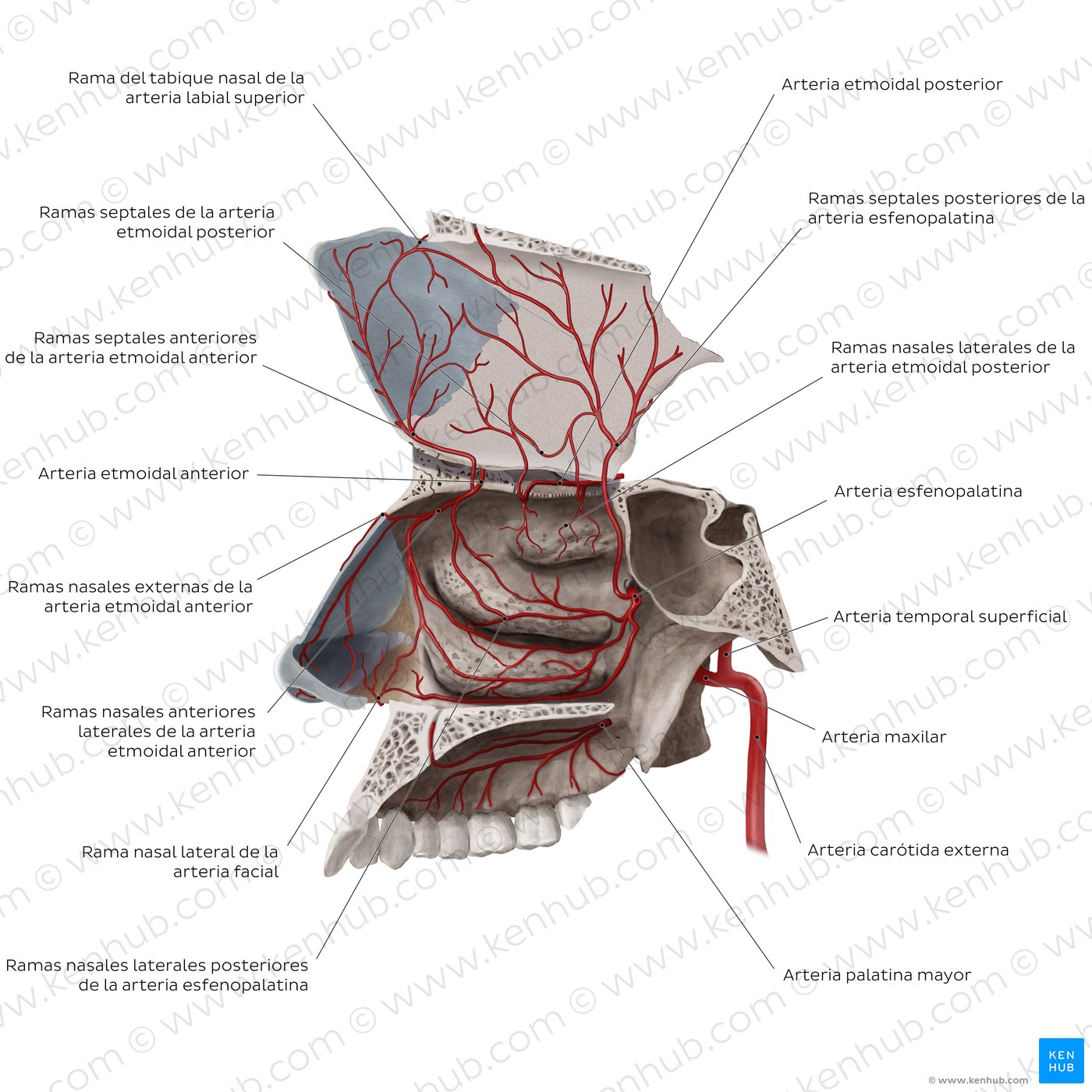 Nariz y fosas nasales: Anatomía, partes, irrigación | Kenhub