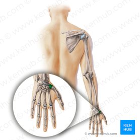 Trapezium bone: anatomy, function and features | Kenhub