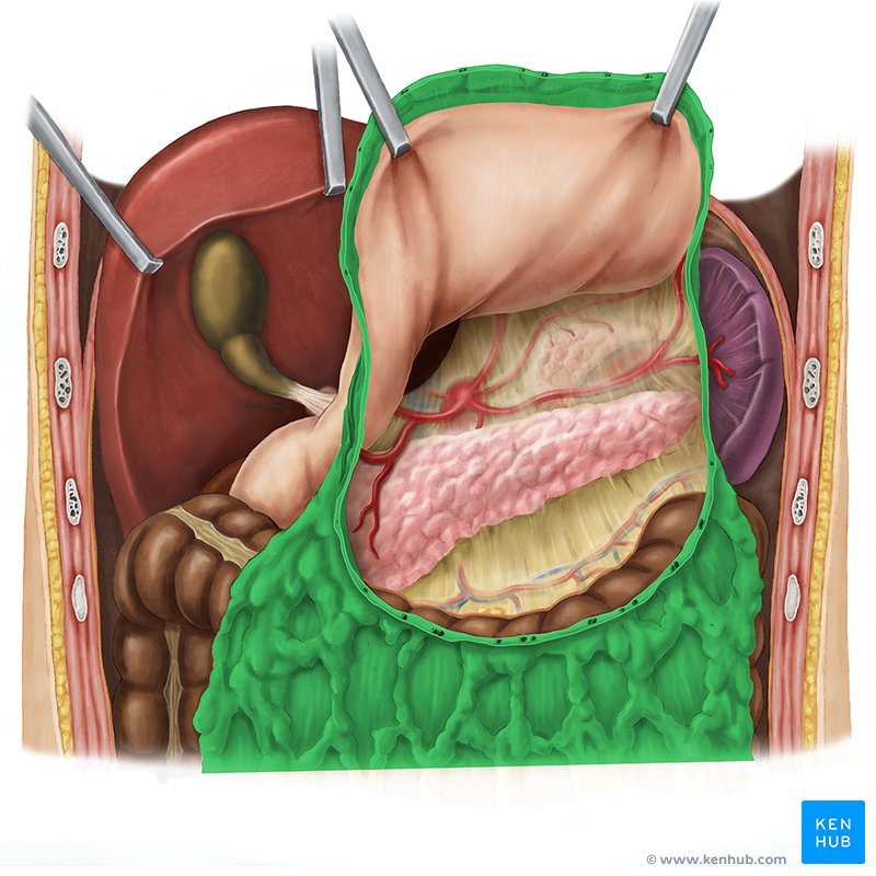 greater omentum function