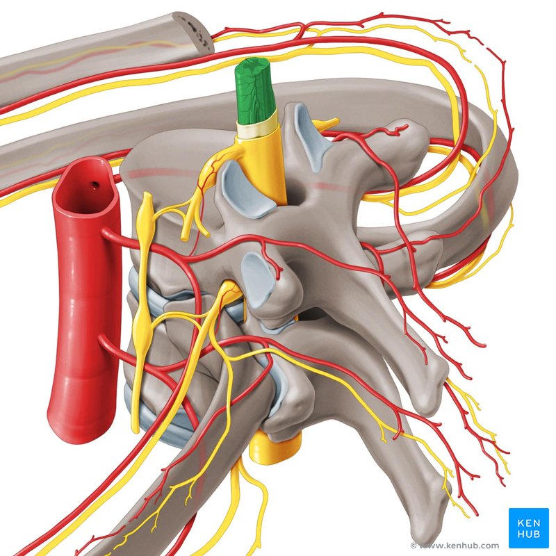 Médula espinal: Anatomía, estructura, vías y función | Kenhub