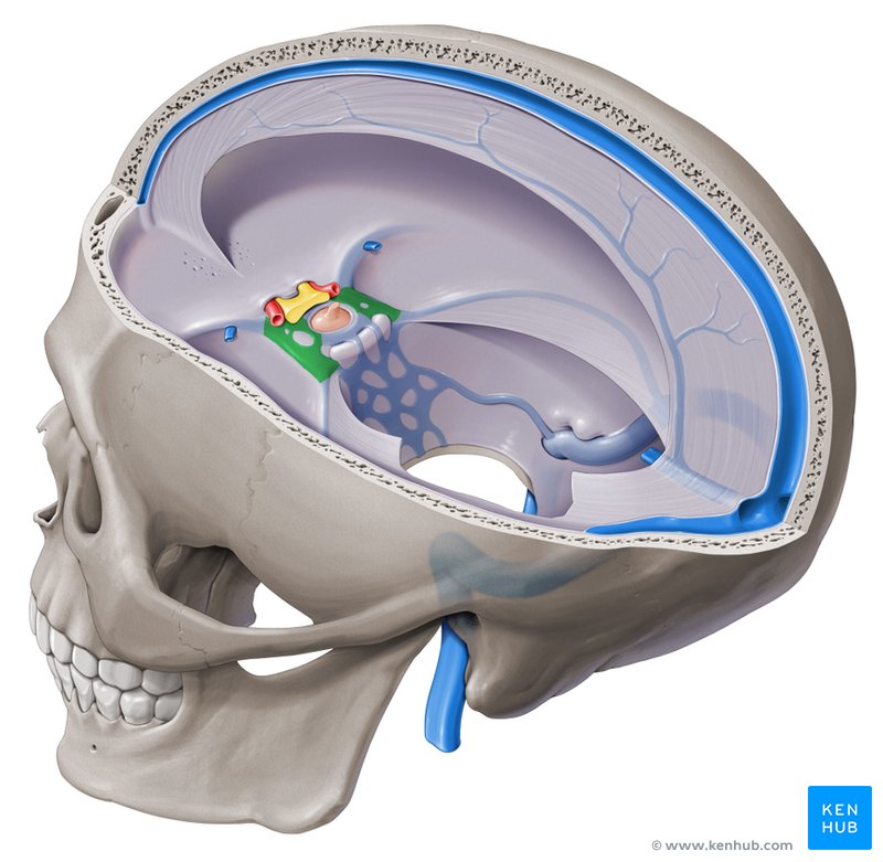 Cavernous Sinus Anatomy Location Contents Drainage Kenhub