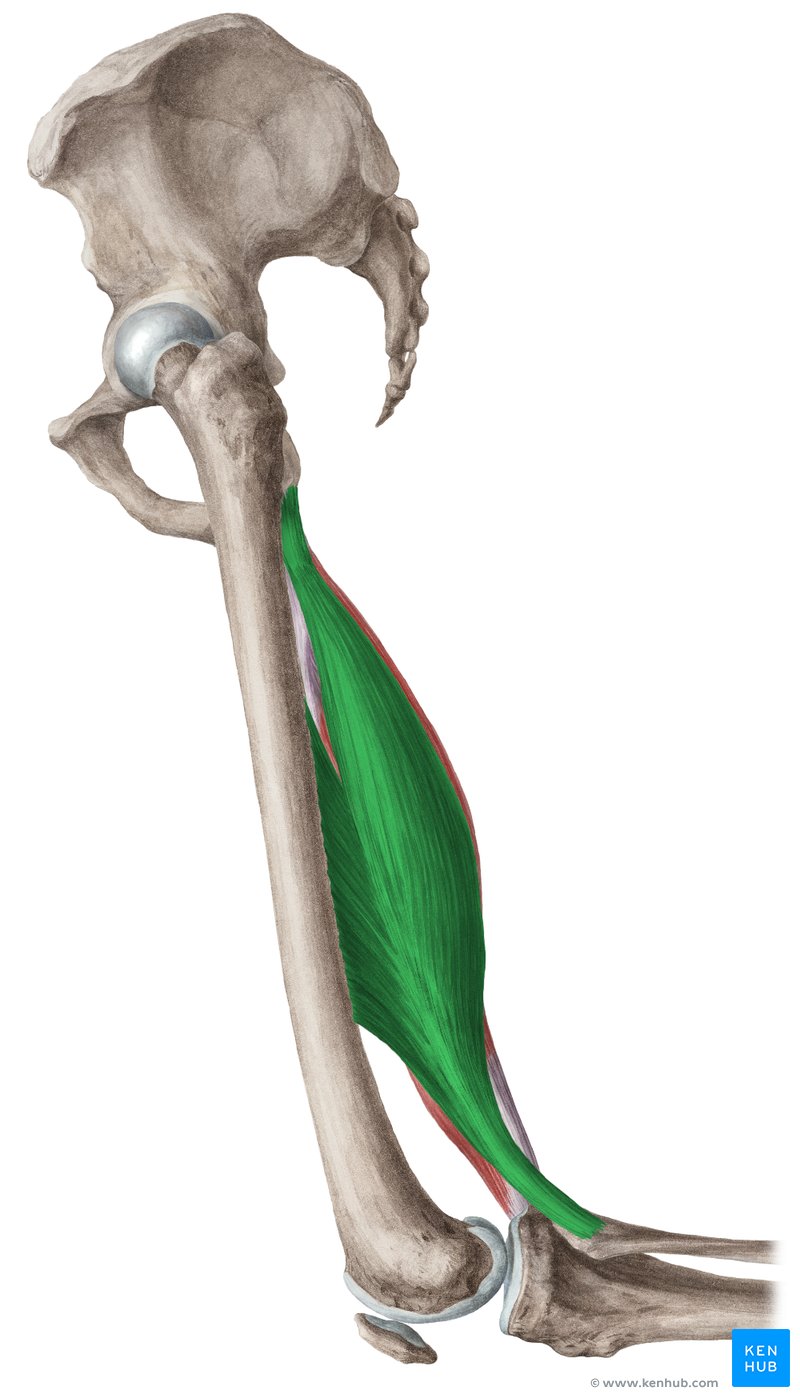 Ischiocrurale Muskulatur: Muskeln, Funktion & Verkürzung | Kenhub