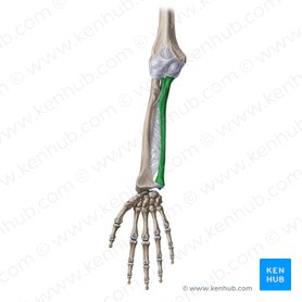 Radio y ulna (cúbito): Anatomía y funciones | Kenhub