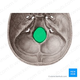 Cráneo: Anatomía, estructura, huesos, cuestionarios | Kenhub