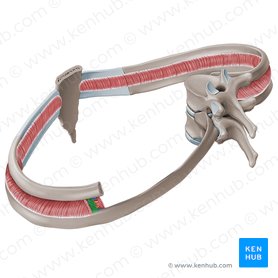 Internal intercostal muscles: Attachments,supply, action | Kenhub