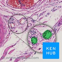 Arteriole: Structure and function | Kenhub