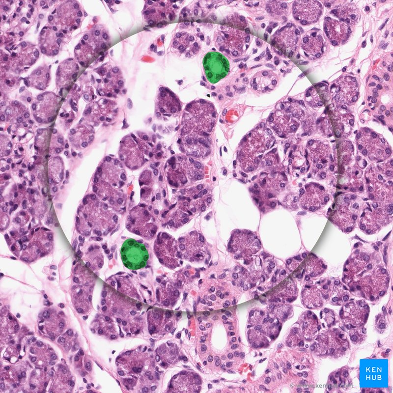 Accessory digestive organs: Histology | Kenhub