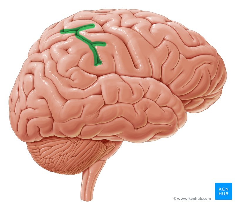 Parietal lobe: Anatomy and function | Kenhub
