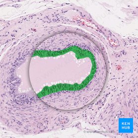 Epithelgewebe - Histologie, Einteilung und Funktion | Kenhub