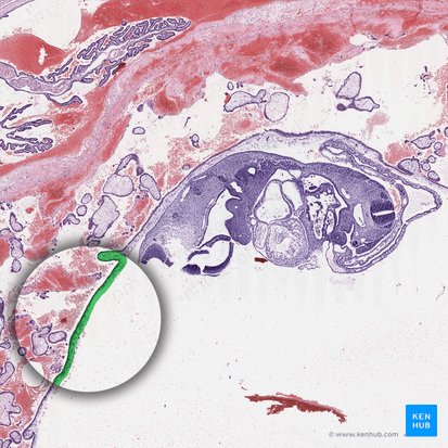 Plazenta - Anatomie, Entwicklung, Funktion | Kenhub