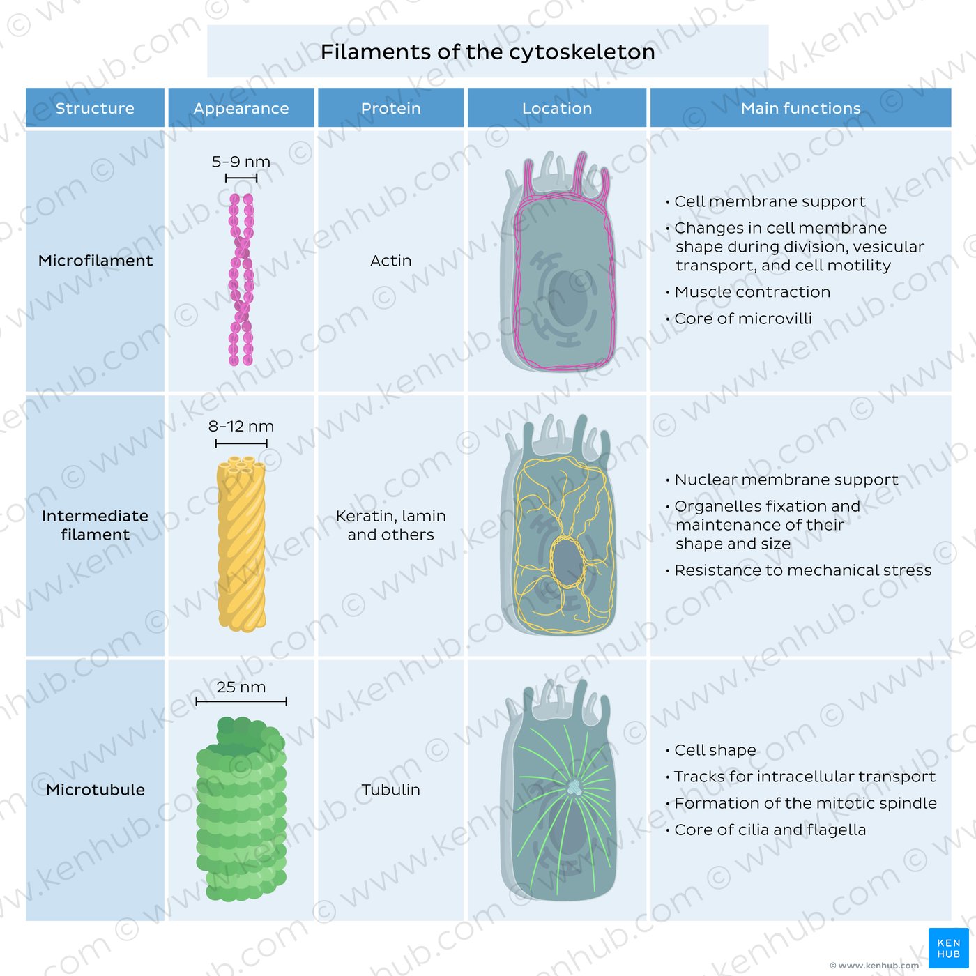 What Are The Structure And Function Of The Cytoskeleton In A Cell