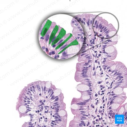 Ileum (Krummdarm) - Anatomie, Aufbau & Funktion | Kenhub