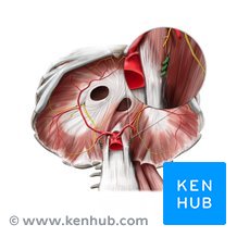 splanchnic nerve function