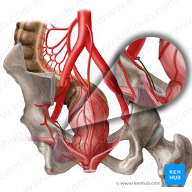 Obturator artery: Anatomy, branches, supply | Kenhub