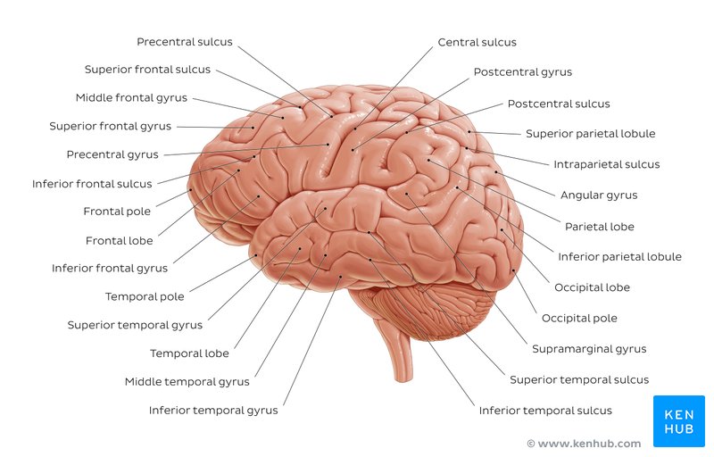 Lateral view of the brain: Anatomy and functions | Kenhub