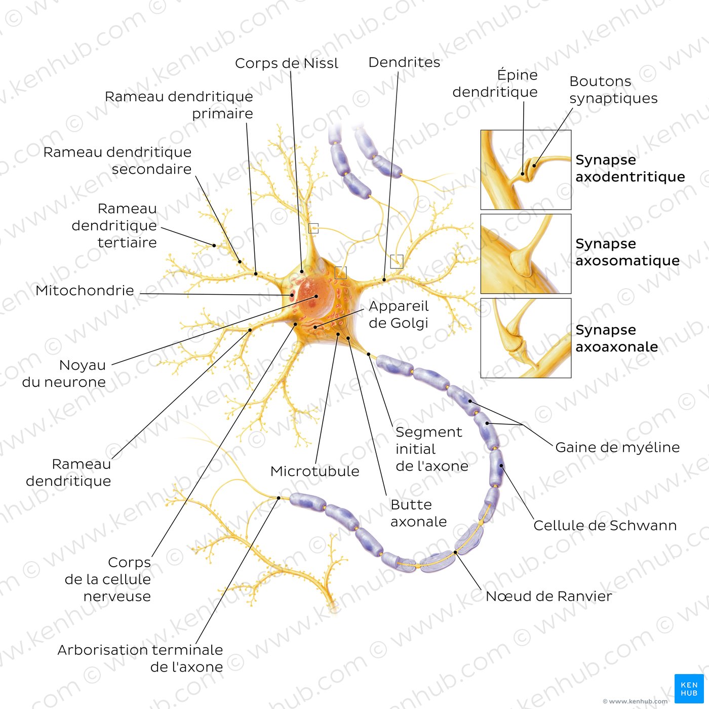 Système nerveux : Structure, fonction et schéma | Kenhub
