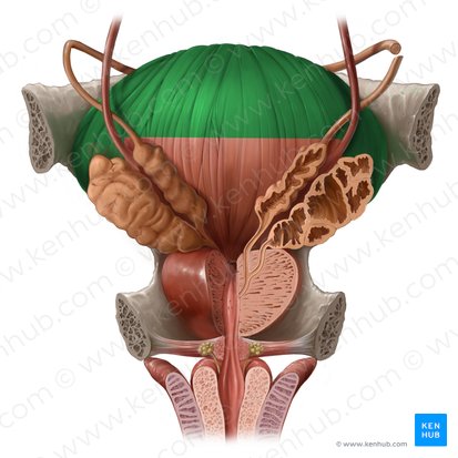 Urinary bladder & urethra: Anatomy, location, function | Kenhub