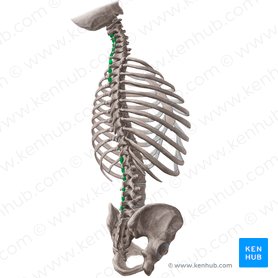 Back muscles: Anatomy and functions | Kenhub