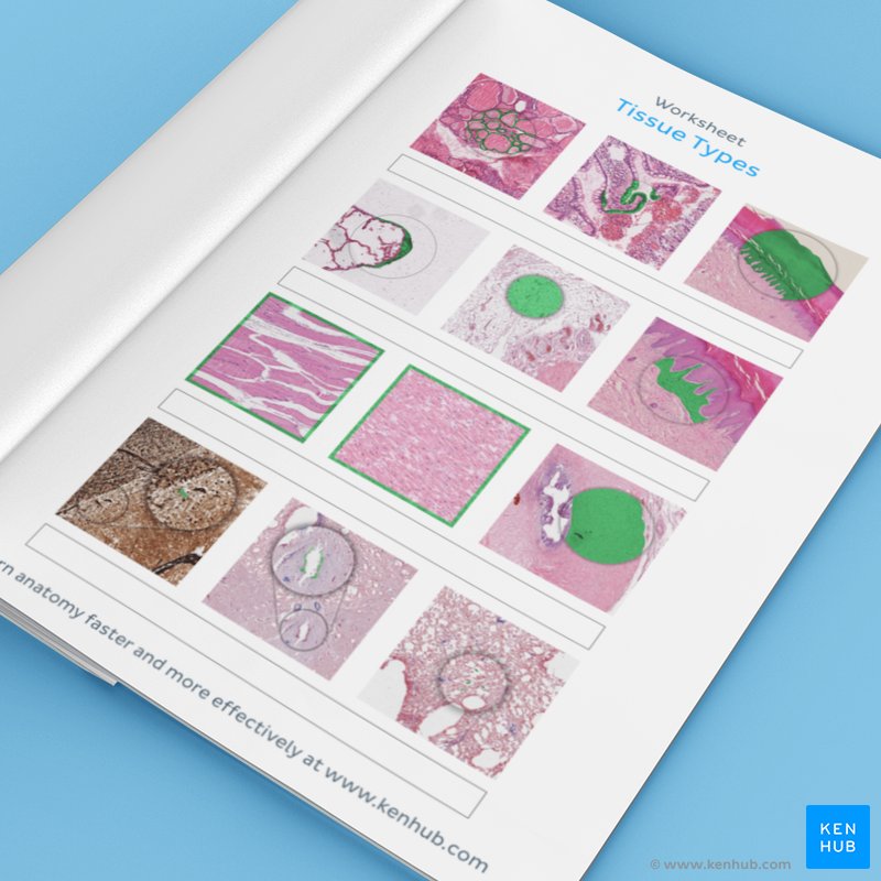 Quizze und Arbeitsblätter zu den unterschiedlichen Gewebe | Kenhub