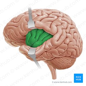 Insula: Anatomy, function, connections, clinical points | Kenhub