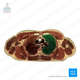 Lung: Anatomy, blood supply, innervation, functions | Kenhub