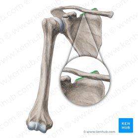 Scapula: Anatomy and clinical notes | Kenhub