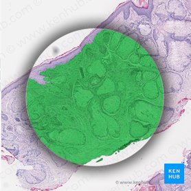 Dermis: definition, layers and function | Kenhub